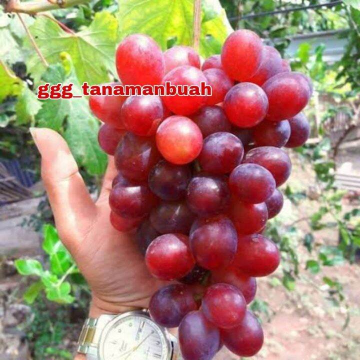 Bibit Anggur Veles Hasil Grafting Super Lazada Indonesia