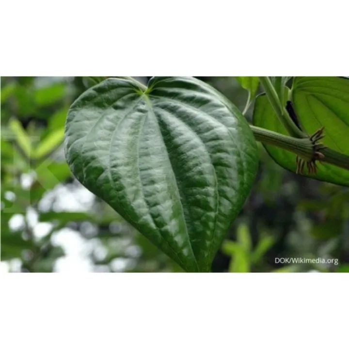 Daun sirih segar seureuh 50 lembar | Lazada Indonesia