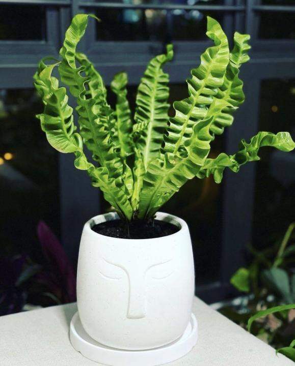 (LUZON CUSTOMERS ONLY) Curly Fern Rare Live Plant with Roots and Soil ...