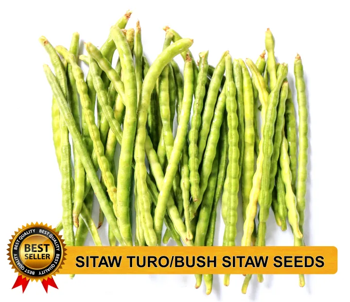VALUE PACK (10pcs seeds) SITAW NA TURO/BUSH SITAW/LOS BANOS VARIETY ...