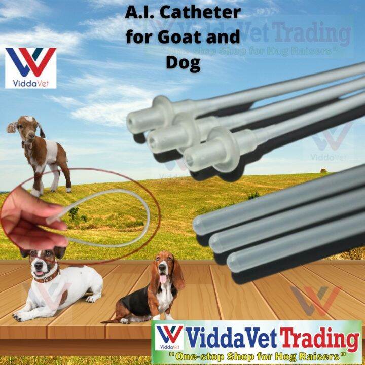 ic24354jon81 10 pcs New Dog Breeding Catheter Disposable Artificial ...