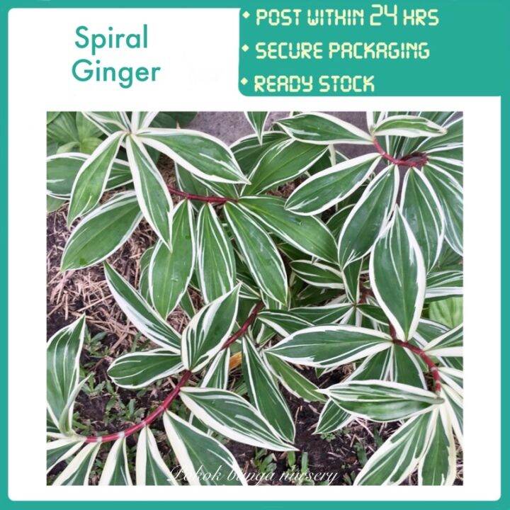 PBN - costus arabicus variegated - pokok bunga nursery tanaman dalaman ...