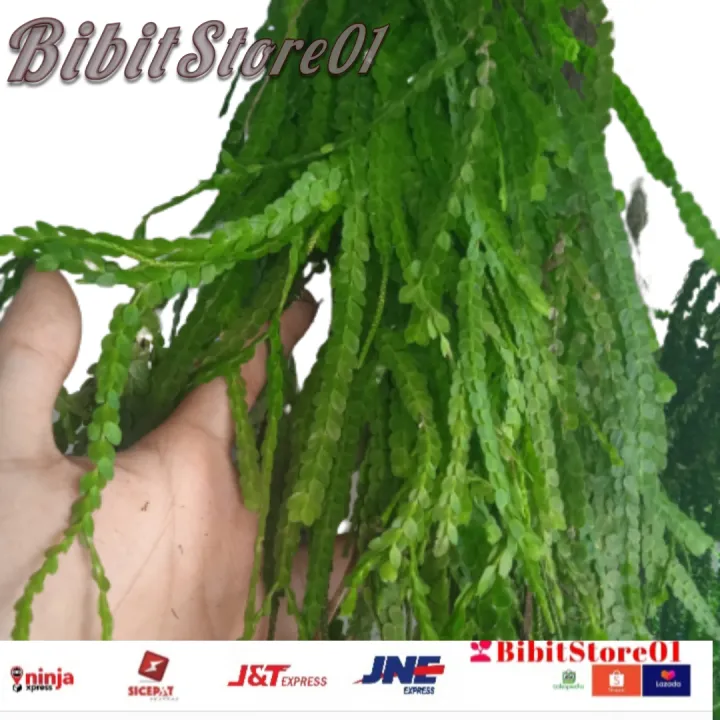 Kumpai Sisik, Huperzia sisik ular. Tanaman hias gantung | Lazada Indonesia