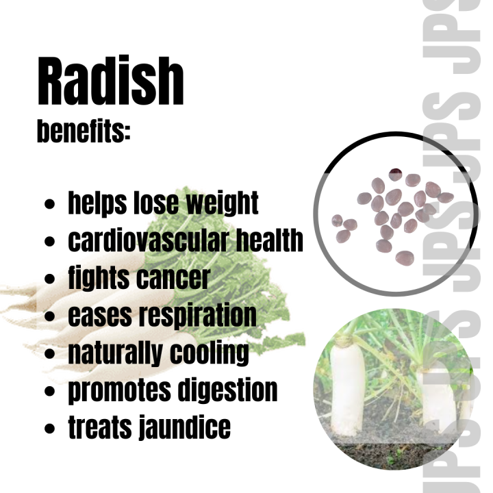 Labanos (Radish seedlings) approximately 40pcs (repacked) with free ...