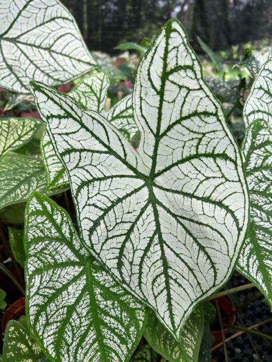 Caladium Angel Wings - Beautiful and Easy Care House Plant | Lazada ...