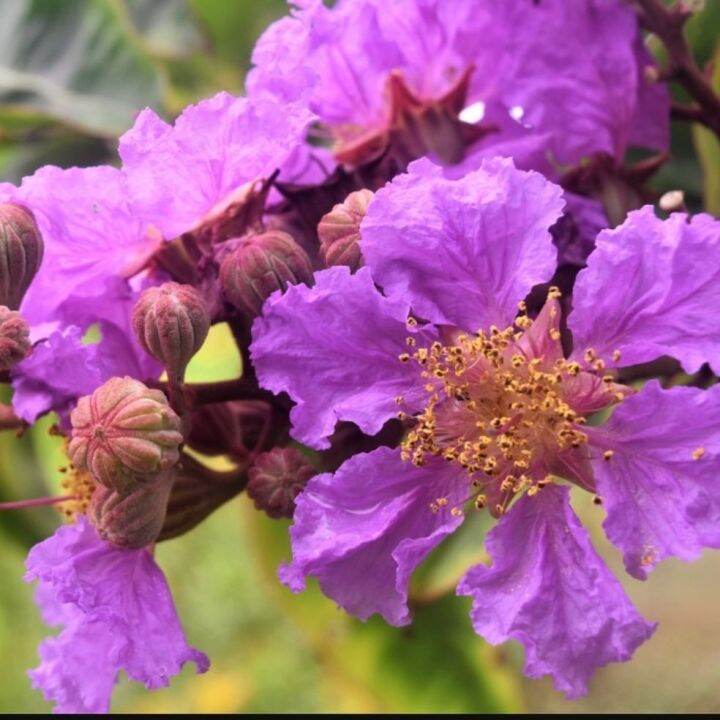 Banaba seeds/Lagerstroemia speciosa QUEEN'S FLOWER | Lazada PH