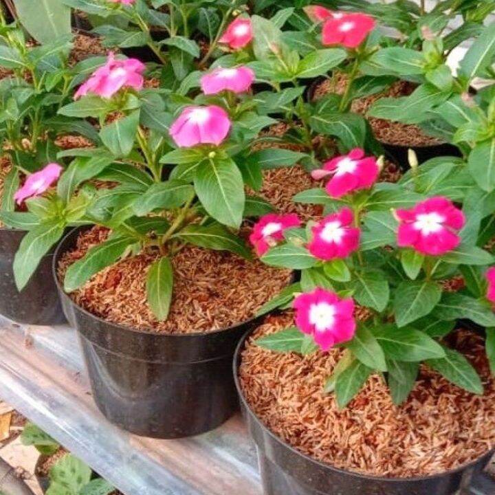 NEW Bunga Hias Tapak Dara Varian Warna Bunga - Tanaman Hias Bunga Vinca ...