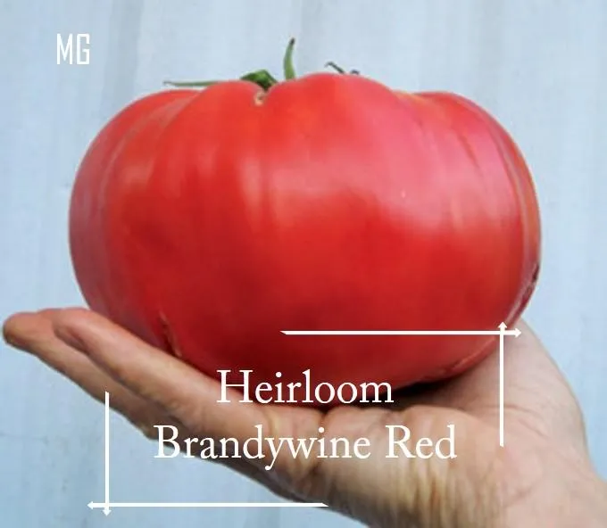 *Rare* Heirloom Brandywine Red Tomato seeds - 5 seed *Pot Friendly ...