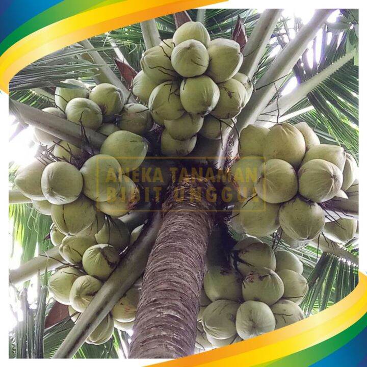 Bibit Kelapa Genjah Entok - Kelapa Entok Hijau Super Genjah | Lazada ...