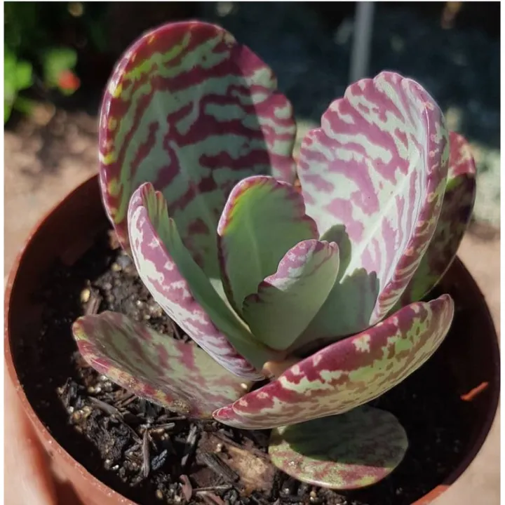 Kalanchoe humilis/ Kalanchoe | Lazada Indonesia