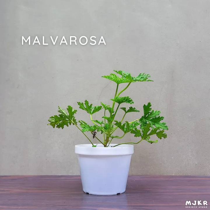 Uprooted Malvarosa Plant | Lazada PH