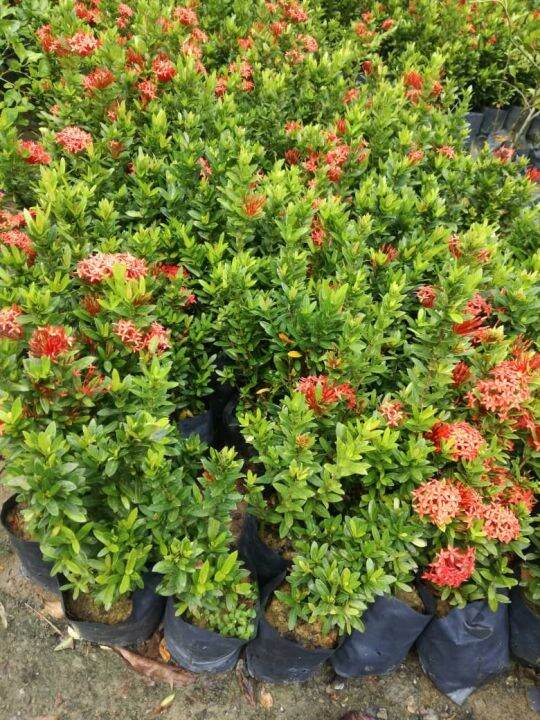 Ixora Plant /Anak Pokok Bunga Ixora (Live Plant) | Lazada