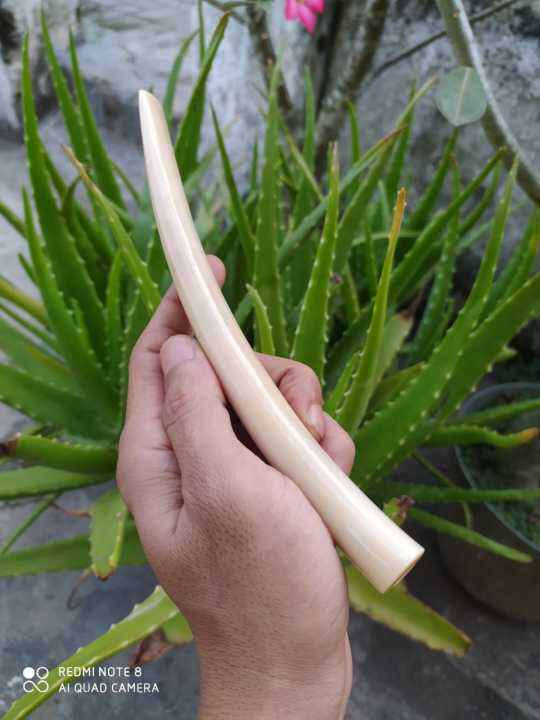 Pipa Rokok Iga Duyung Super Lubang Multi - Cangklong rokok once roko ...