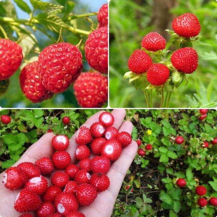 Potted Dwarf Raspberry Seed (50pcs Sweet Delicious Fruit Seeds | Lazada PH