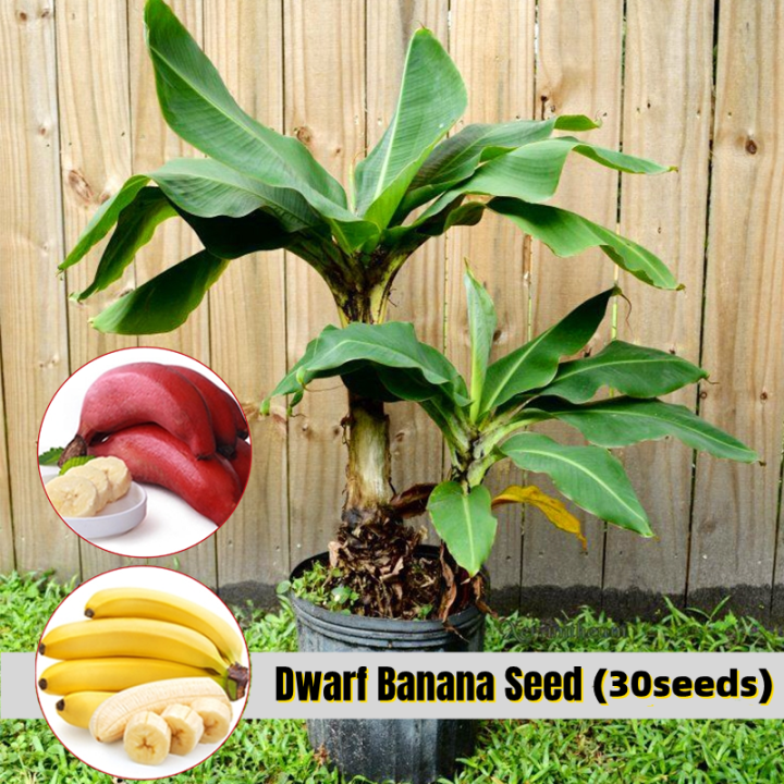 [Fast Growing] Fresh Dwarf Banana Seed for Planting (30pcs Seeds）Bonsai Seeds Banana Tree Seed ...