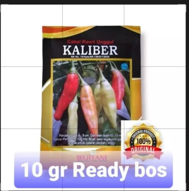 Benih Cabe Rawit Kaliber cabai kaliber 10 Gr | Lazada Indonesia