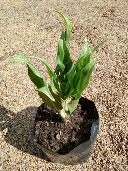 2 seedling pot cutlass aglaonema | Lazada PH