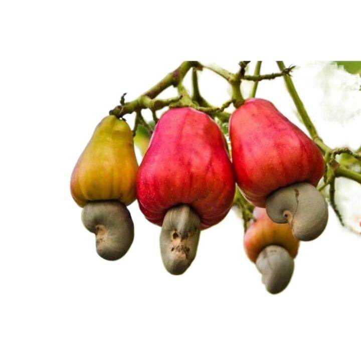 Kasoy/akasuy/Balubad tree seedlings Cashew | Lazada PH