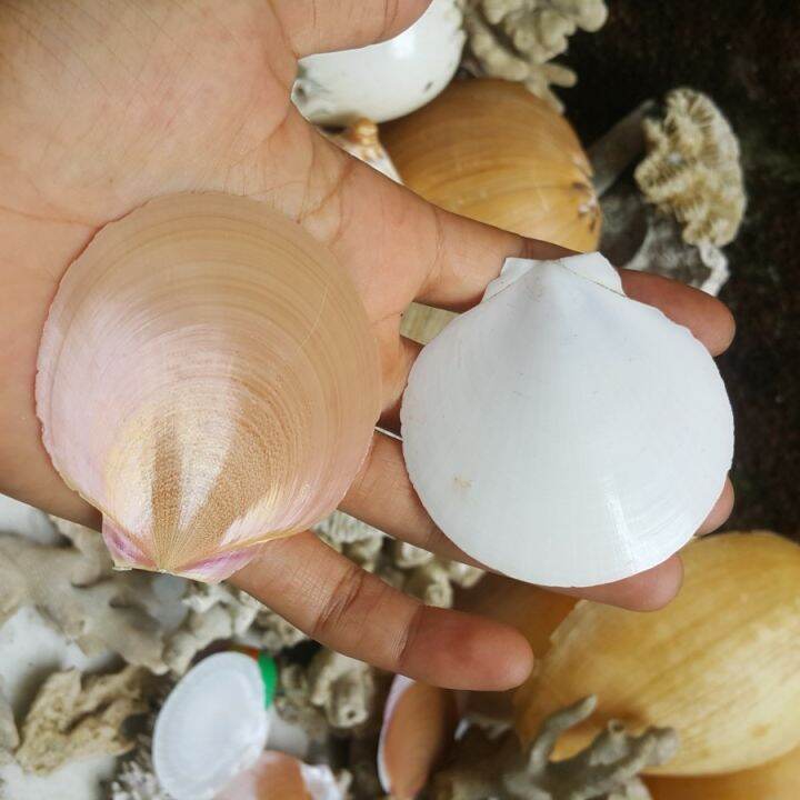 Kulit Kerang kipas kerang simping | Lazada Indonesia