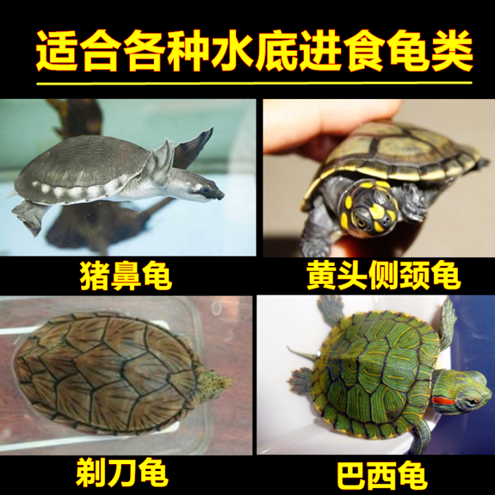 Sinking turtle food pig nose turtle yellow head side neck knife turtle ...