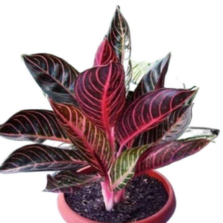 seeds Aglaonema Red Sumatra | Lazada PH