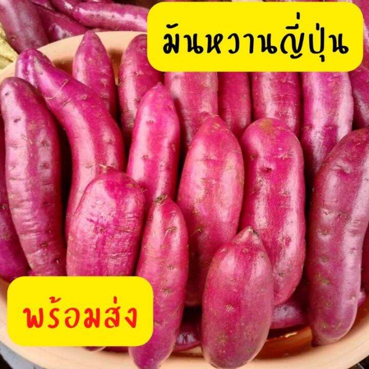 buy one get one free，50 seeds (not plants) Japanese Sweet Potato Beni ...