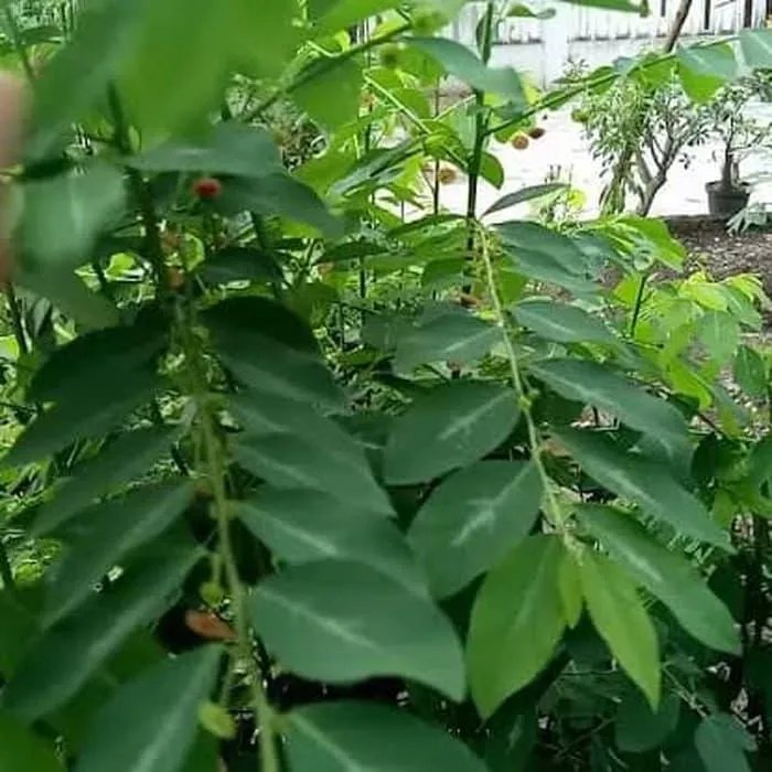 Tanaman pelancar ASI atau daun katuk atau daun katu | Lazada Indonesia