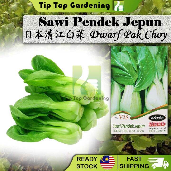 V25 DWARF PAK CHOY JC GARDEN BIJI VEGETABLE SEED BIJI BENIH SAWI PENDEK ...