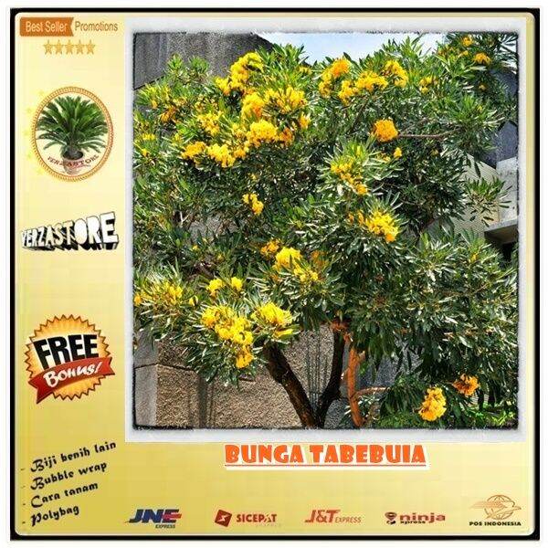 biji/benih/bibit bunga tabebuia /10 butir | Lazada Indonesia