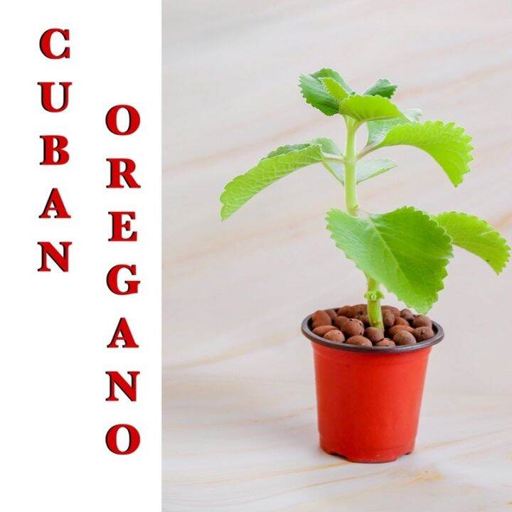 Oregano Cuttings 5 cuts | Lazada PH