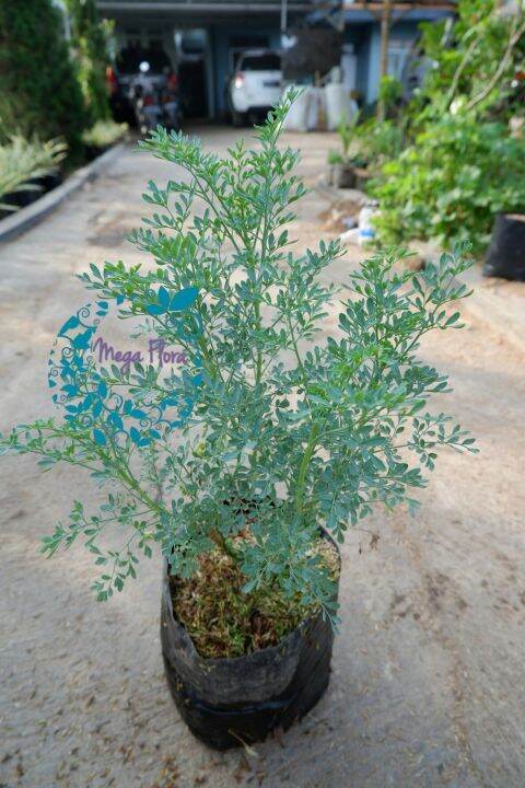 Tanaman Inggu Ruta Graveolens Bibit Herbal Obat Daun | Lazada Indonesia