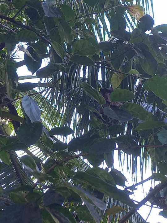 Anonang Leaves: Para sa binat (100PCS) | Lazada PH