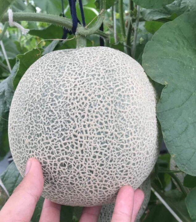 Japan Rock Melon Imported from Japan Genuine and Premium Seeds 50 seeds ...