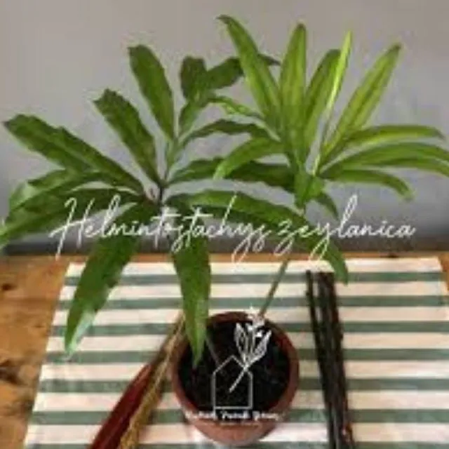 Tanaman Tunjuk Langit - Perumperindo.co.id