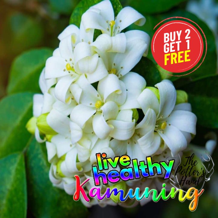 Kamuning Scented Flower Plant | Lazada PH