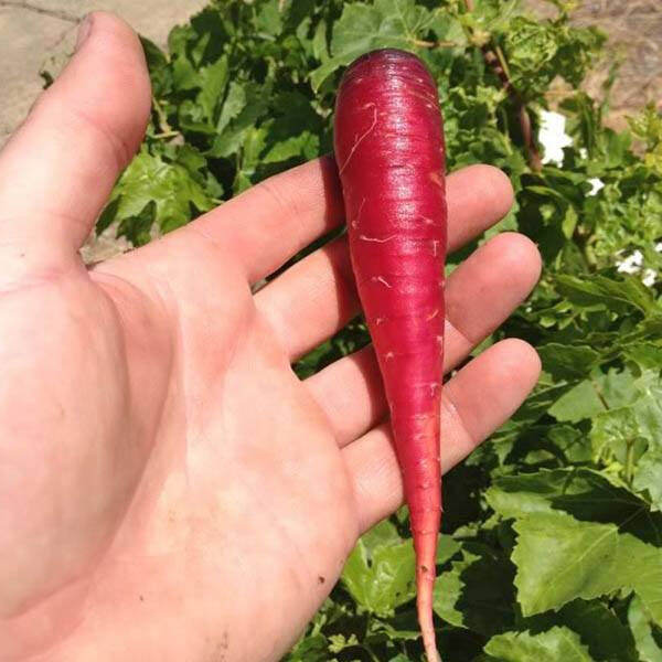 Atomic Red Carrot Seeds - Red Atomic Carrot Seeds - Vegetable Seeds ...