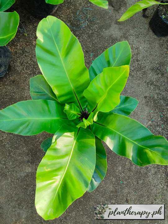Pakpak Lawin (Bird's Nest - Live Rare Plant - Limited Stocks Only) with ...