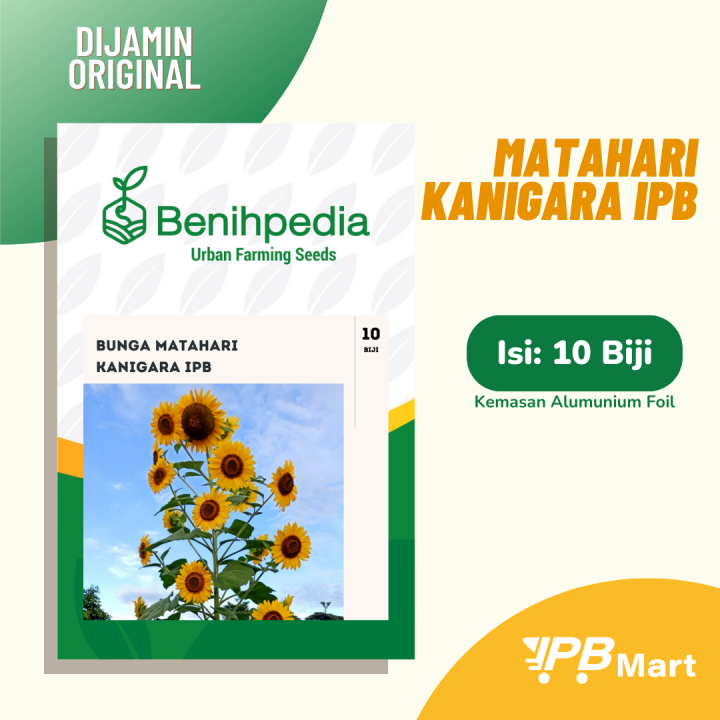 Benihpedia Benih unggul Bunga Matahari Kanigara IPB | Lazada Indonesia
