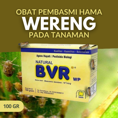 Obat Hama Wereng Paling Ampuh Cabe Padi Sawah Wereng Coklat Putih ...