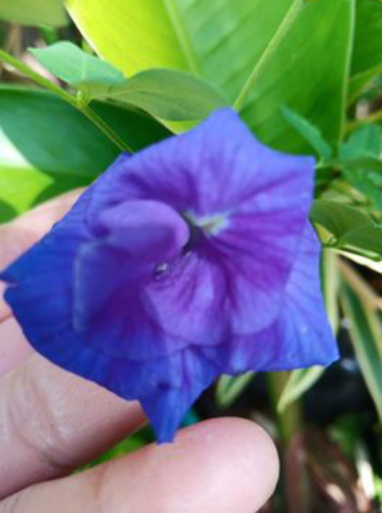 BLUE TERNATE seedling | Lazada PH