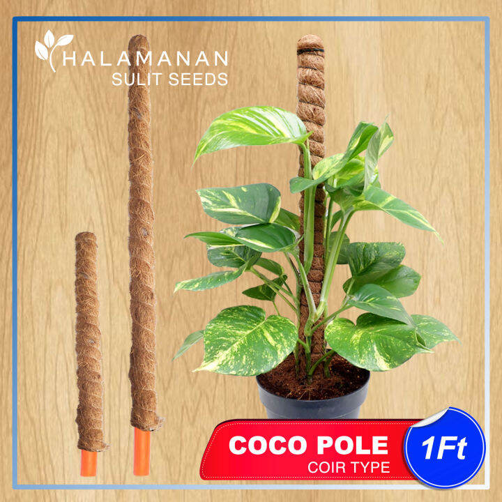 COCO POLE 1 FT - COIR TYPE (COCO HUSK/BUNOT) FOR INDOOR TRELLING PLANT ...