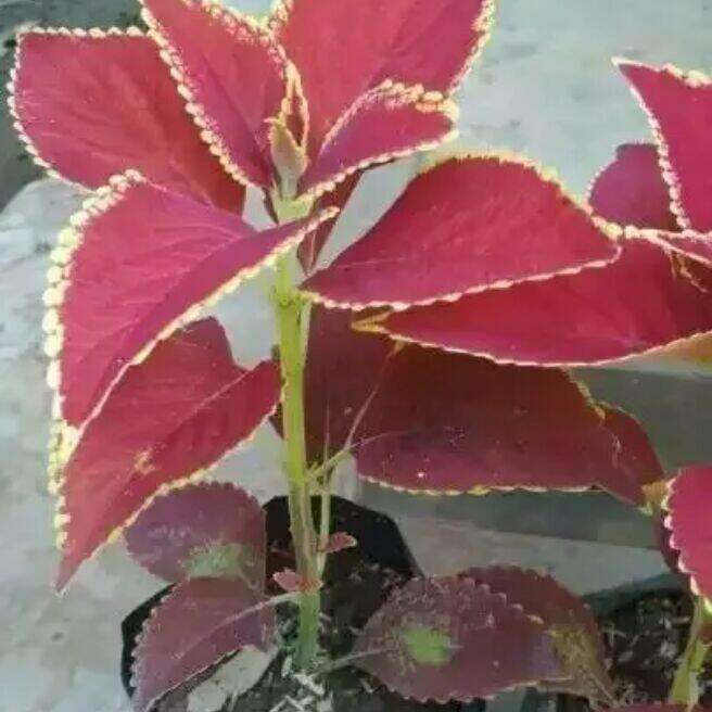 Tanaman hias Miana merah - Tanaman herbal Miana - pohon miana merah ...