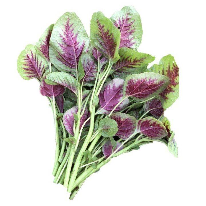 BAYAM MERAH / RED SPINACH / 红苋菜 | Lazada