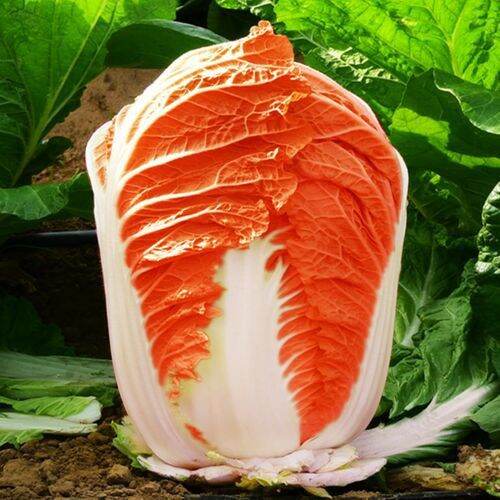 Fire Phoenix Chinese Napa Cabbage Pechay Baguio Vegetable Seeds 50pcs ...