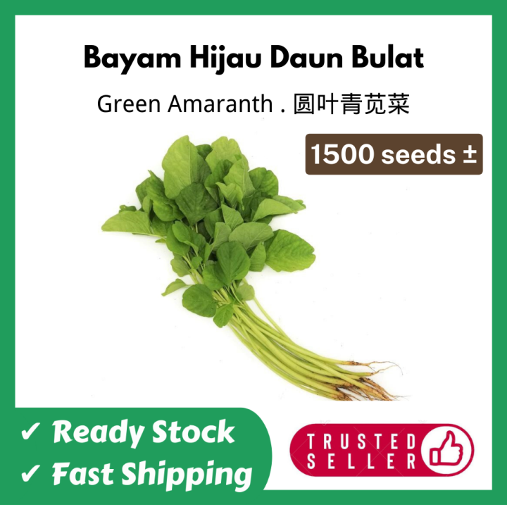 Biji Benih Sayur-sayuran - Bayam Hijau Daun Bulat / Green Amaranth ...
