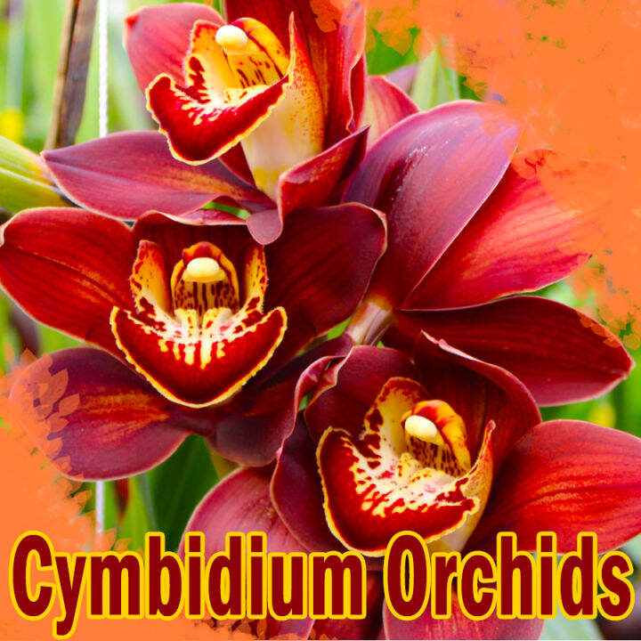 Ground Orchids This bloom beauty is perfect for adding a touch of ...