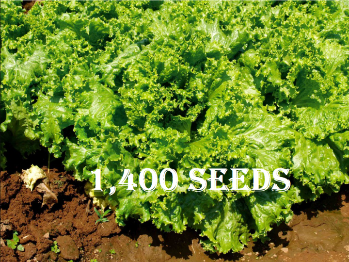 lettuce / litsugas seeds - 20pesos per pack - condor seeds - plant ...