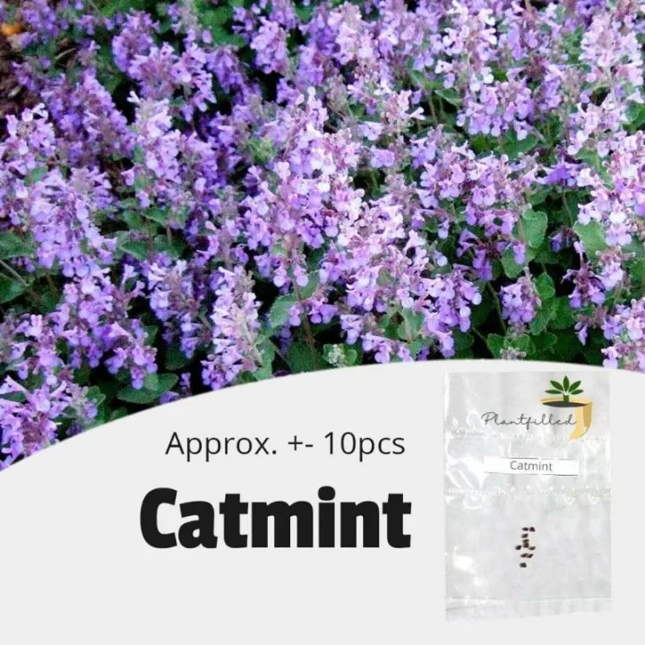 HYuan1 [PLANTFILLED] Catmint Seeds Flowers - 10 seeds | Lazada PH
