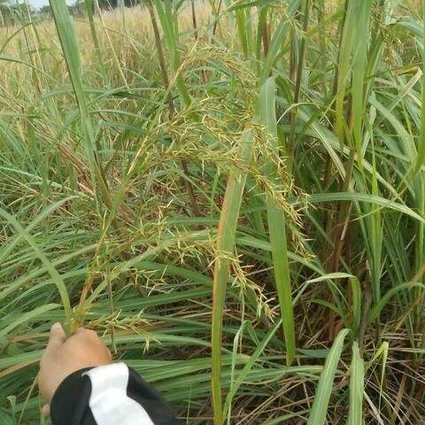 Bunga sereh wangi serai wangi asli10 tangkai | Lazada Indonesia