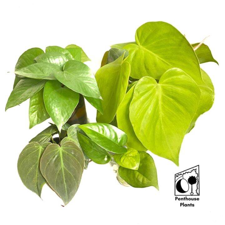 Wu:Random Plant Cutting: Global Green Pothos, Neon Heartleaf, Micans ...